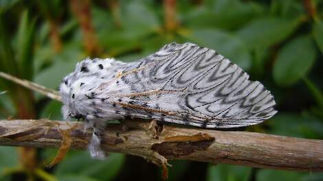 Motten zijn betere bestuivers dan bijen | Prikken in de voedselketen ...